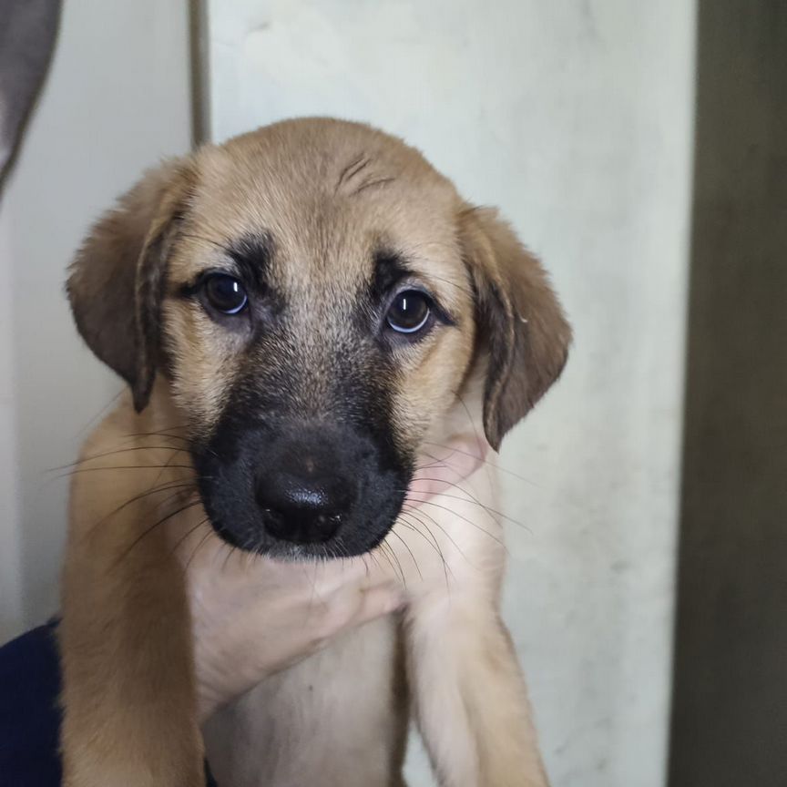 Домашние щенки 2 месяца