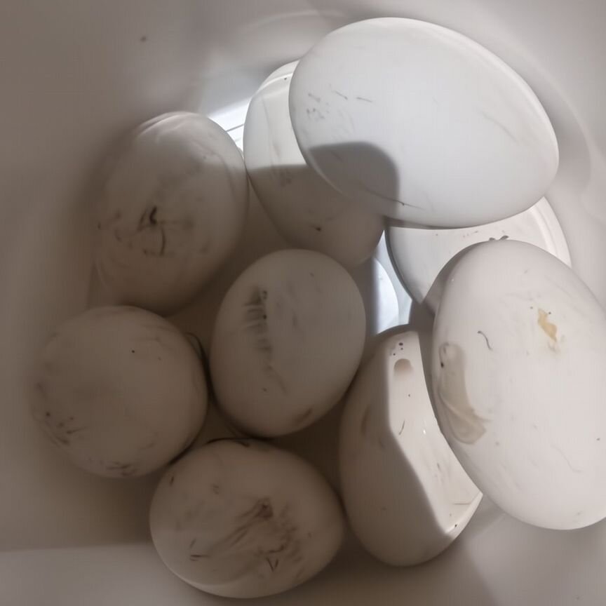 Инкубационное яйцо гусей