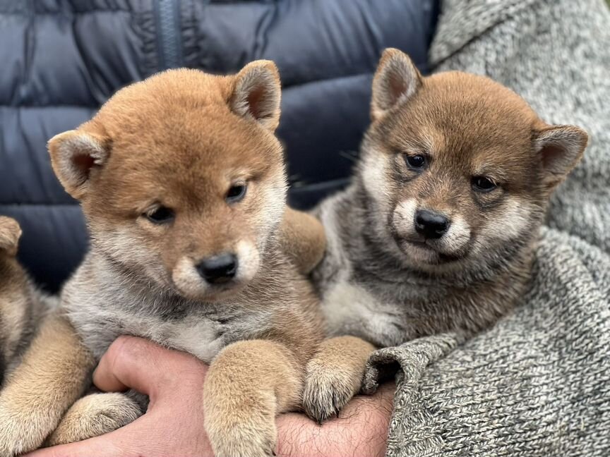 Мальчики сиба сезам и рыжий
