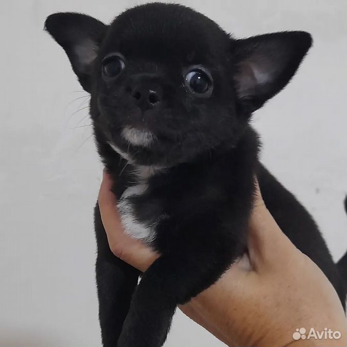 Малышка мини