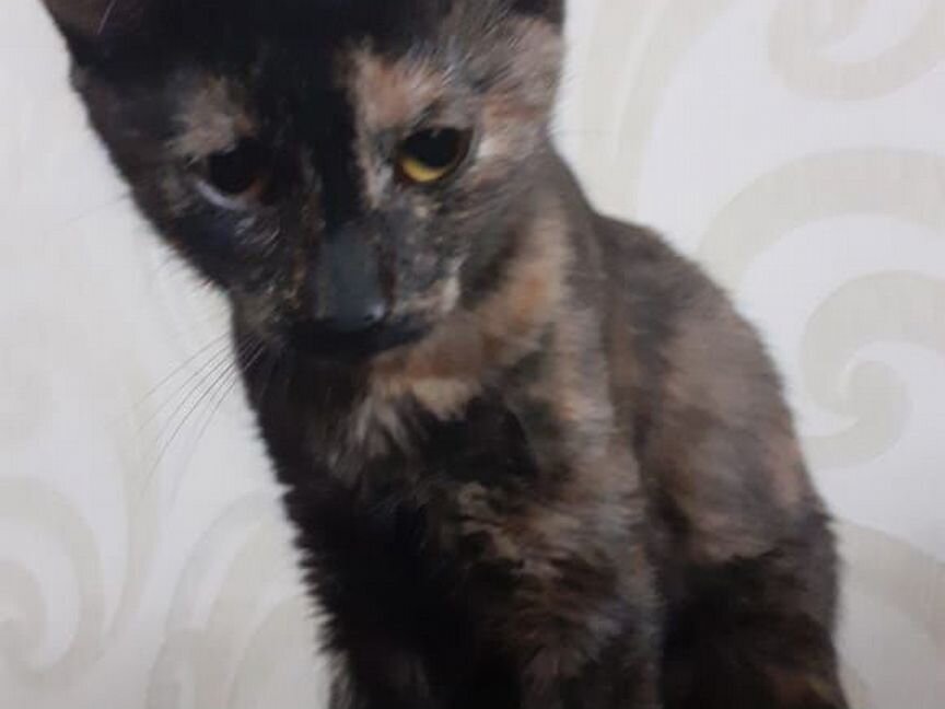 Котёнок Муза