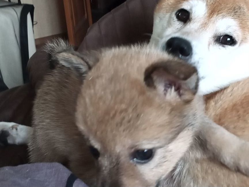 Щенки Сиба Ину (с изюминкой )