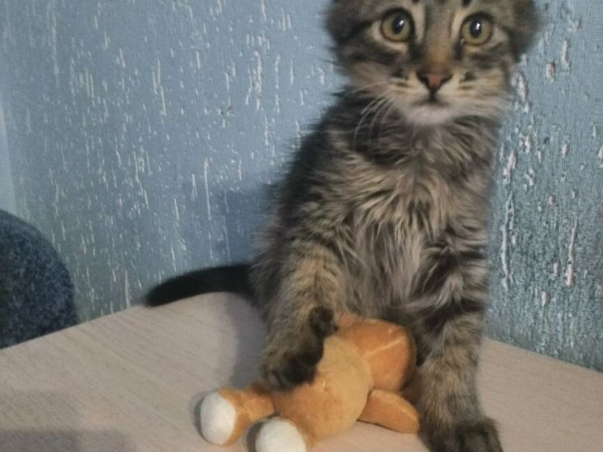 Котенок Мирон стерилизован