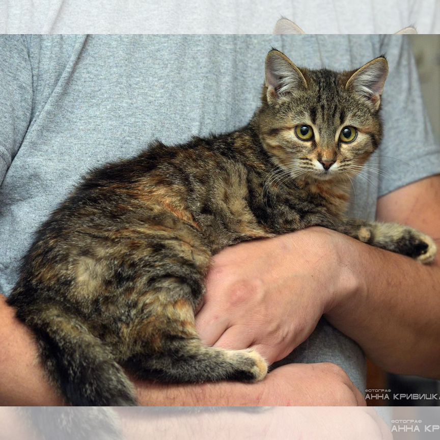 Котёнок в добрые руки