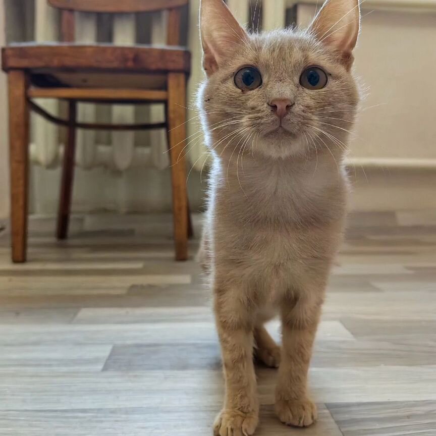 Персиковые котята