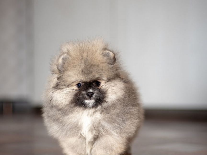 Бомбическая мини девочка в медвежьем типе