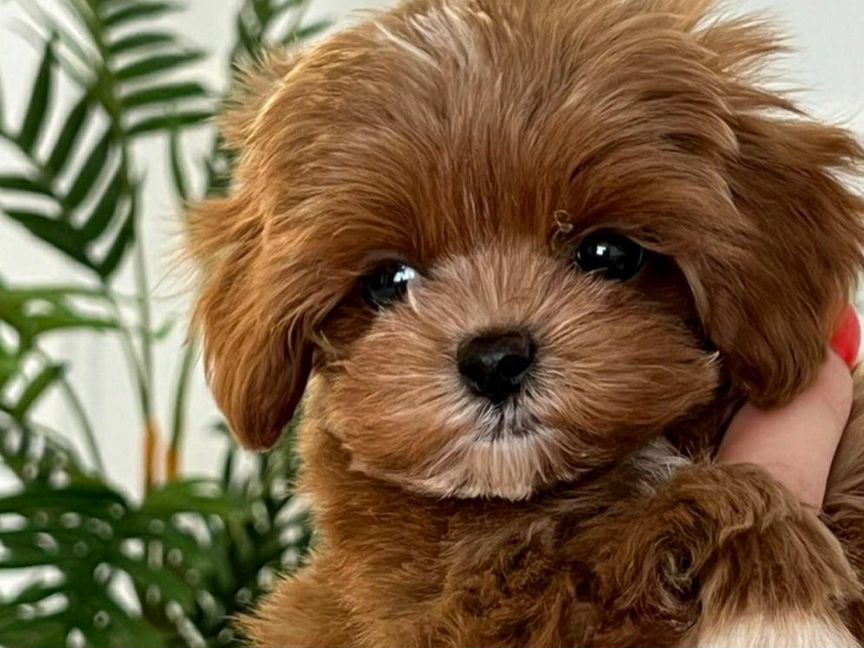 Щенки мальтипу