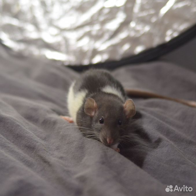 Отдам 2 крысят