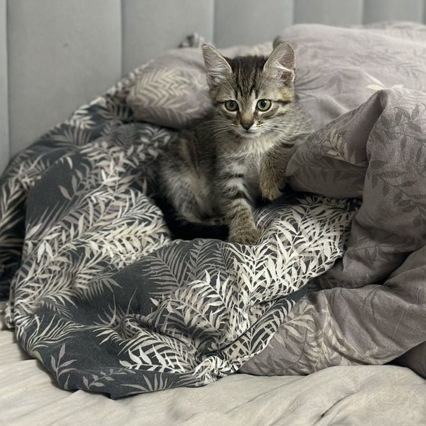 Котенок девочка бесплатно