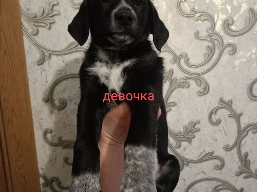 Помесь курцхаара