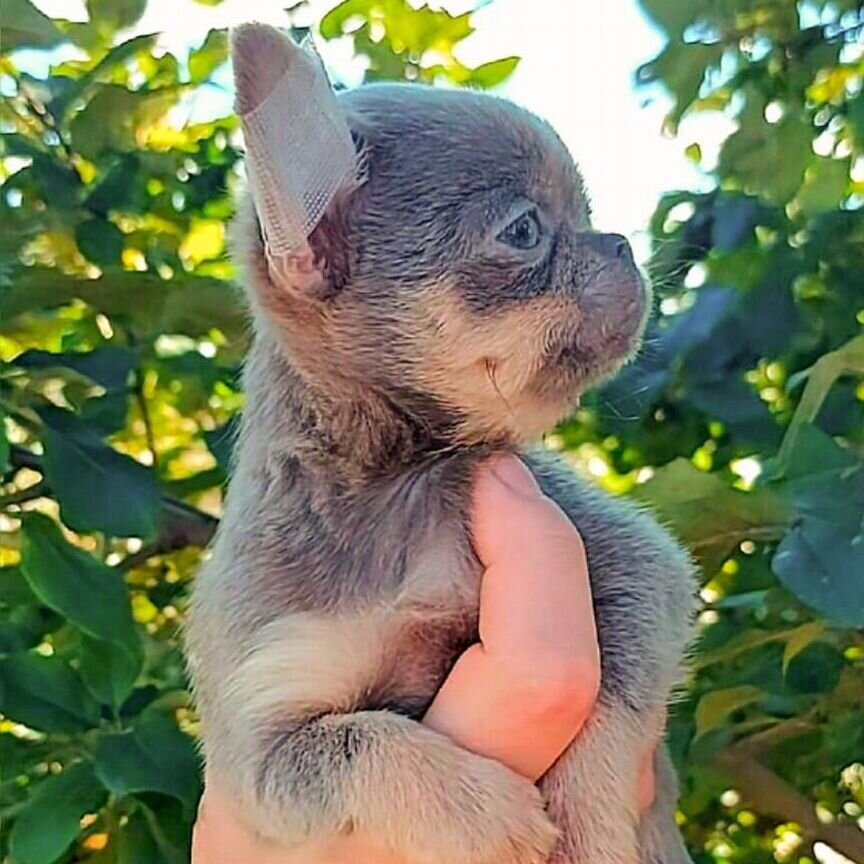 Щенки чихуахуа