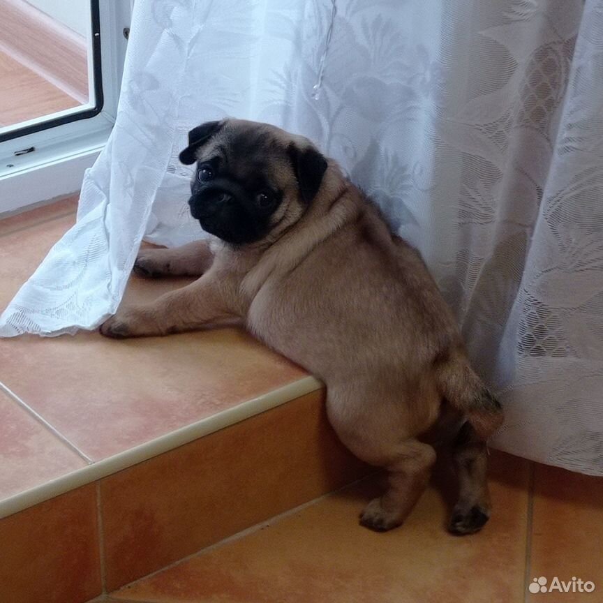 Красивые -абрикосовые девочка и мальчик