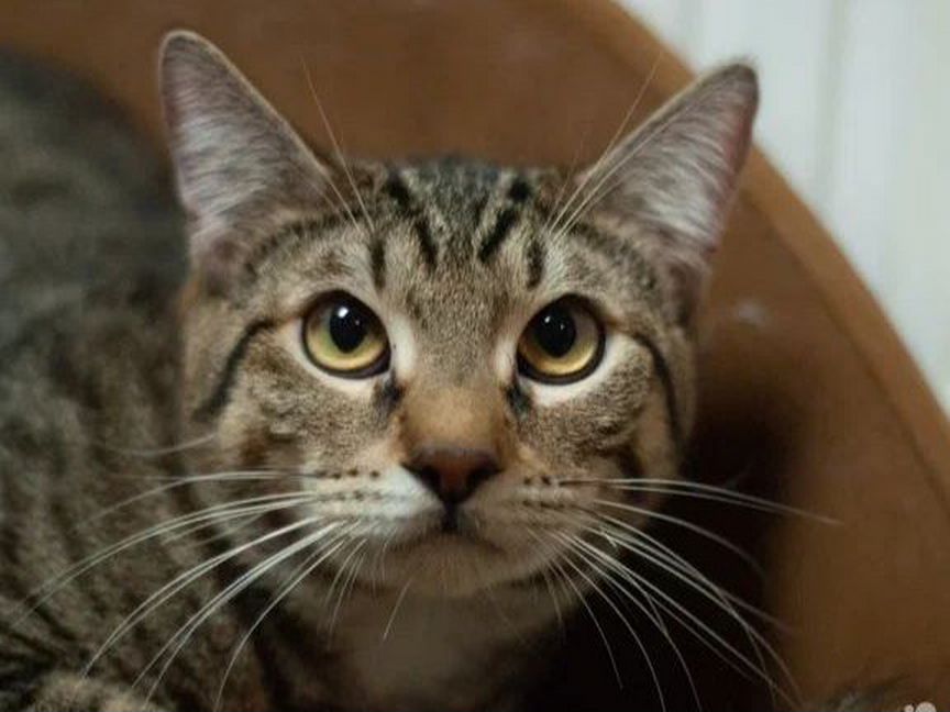 Яркий Шошик в самые добрые руки. Лесной приют