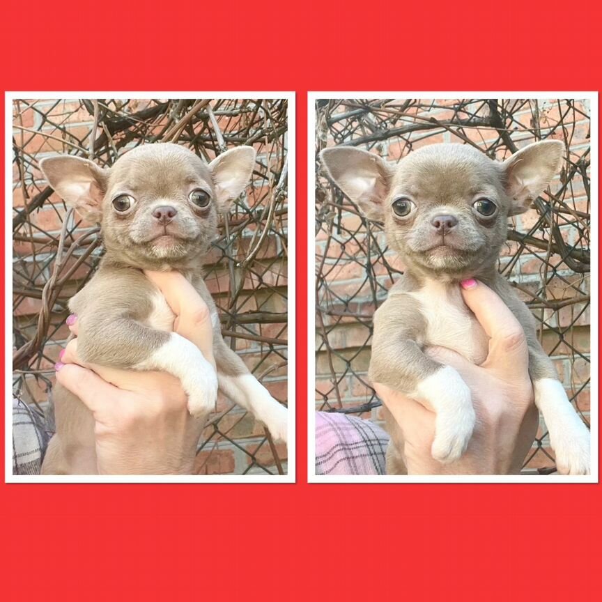 Чихуахуа, щенок