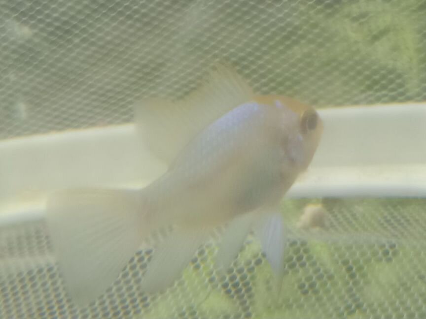 Апистограмма голд