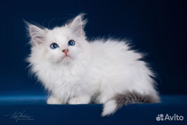 Невский маскарадный котенок