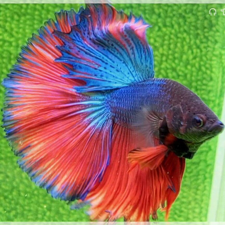 Рыбка петушок