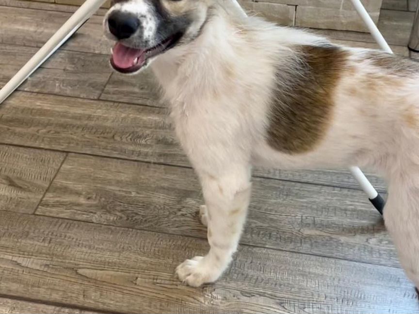 Собака в добрые руки