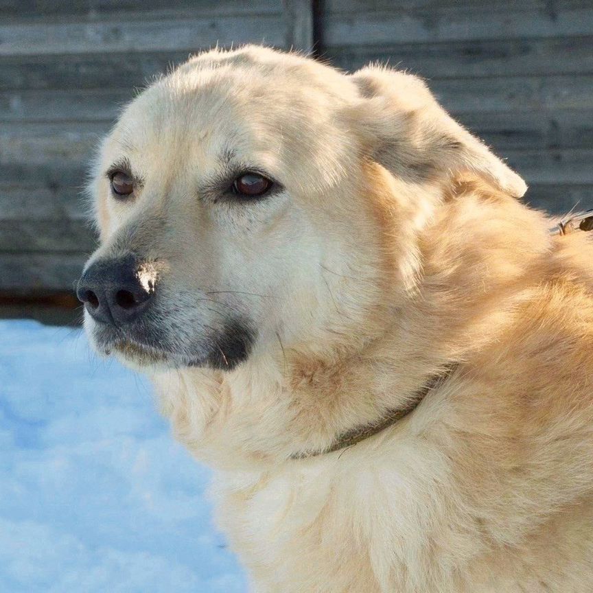 В самые добрые руки