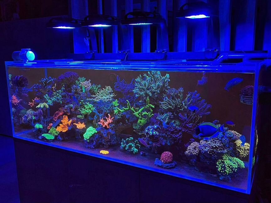 Аквариумы, системы морские и пресноводные