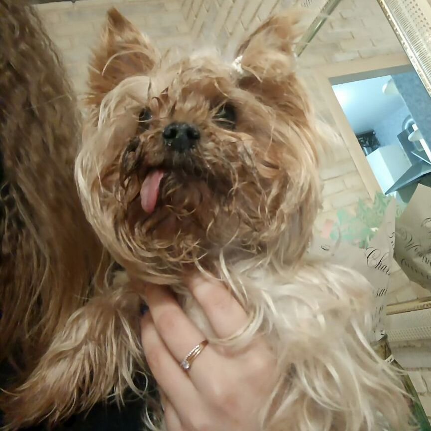 Йоркширский терьер найден