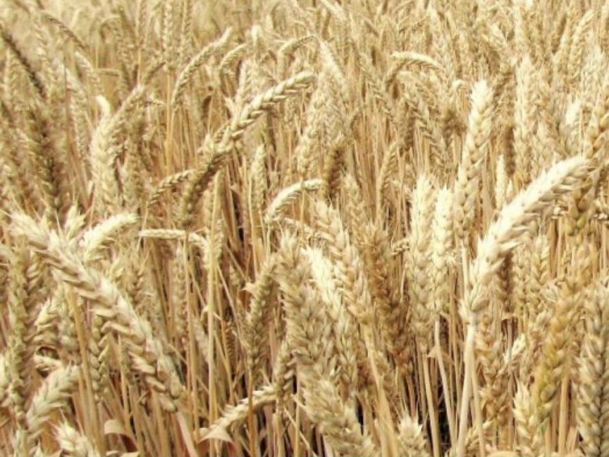 Озимая пшеница