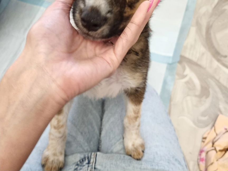 Щенок, которого выкинули
