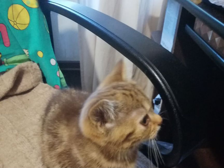 Кошка британская 2, 5 мес