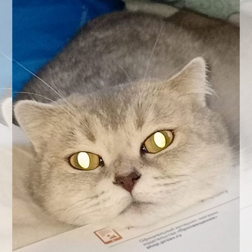 Шотландская шиншилла голубое золото