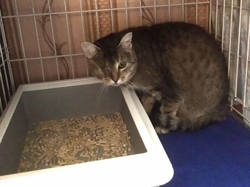 Особенный кот