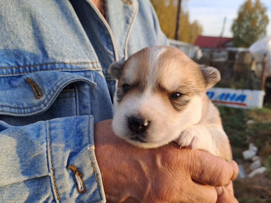Метисы Хаски с голубыми глазами ждут своих хозяев