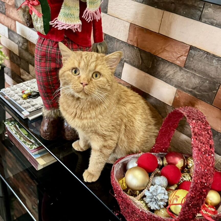 Шикарный кот Фома в добрые руки