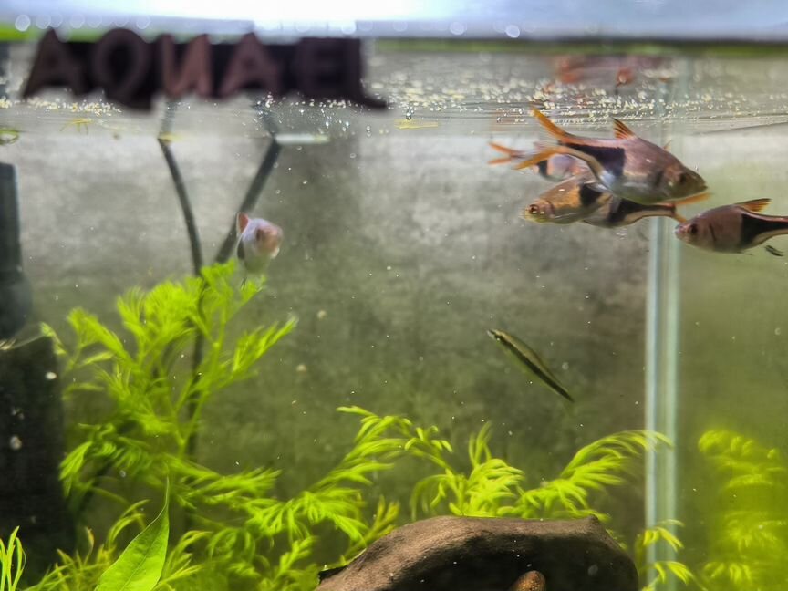 Расбора клинопятнистая (арлекин)