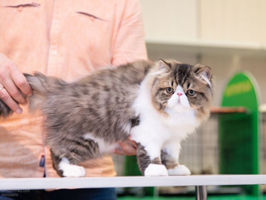 Персидский котенок