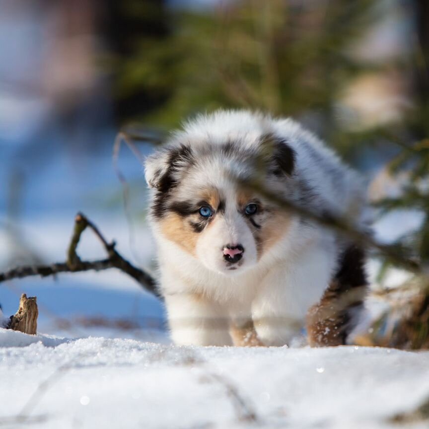 Яркие красавицы Австралийский овчарки