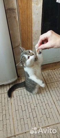 Котенок девочка Филька