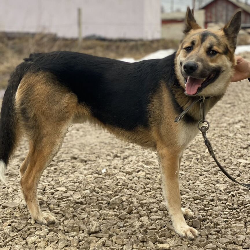 Восточноевропейская овчарка, взрослый пёс