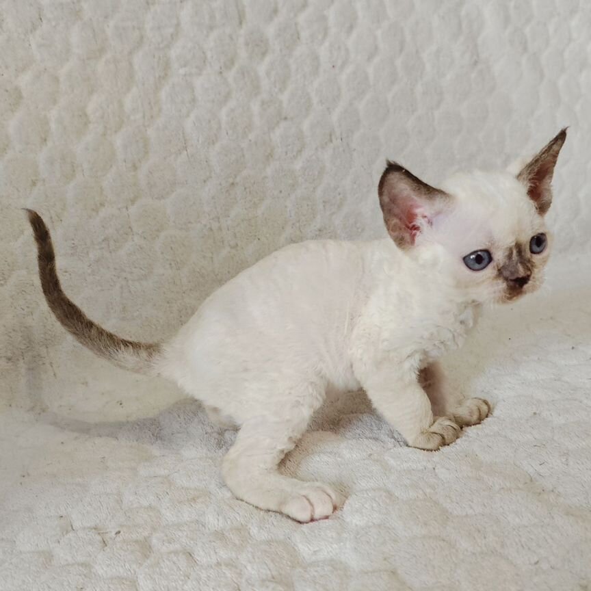 Девон-рекс котёнок