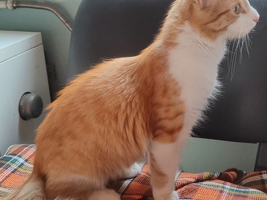 Осенний котик красавчик Малыш