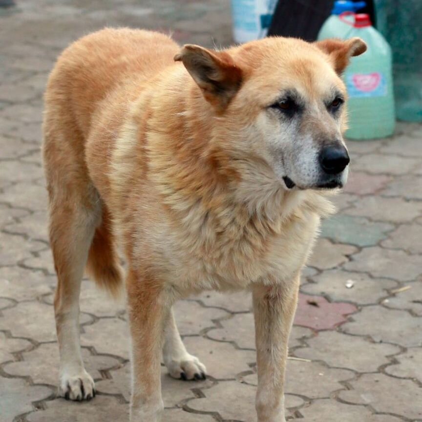 Дедушкины слезы