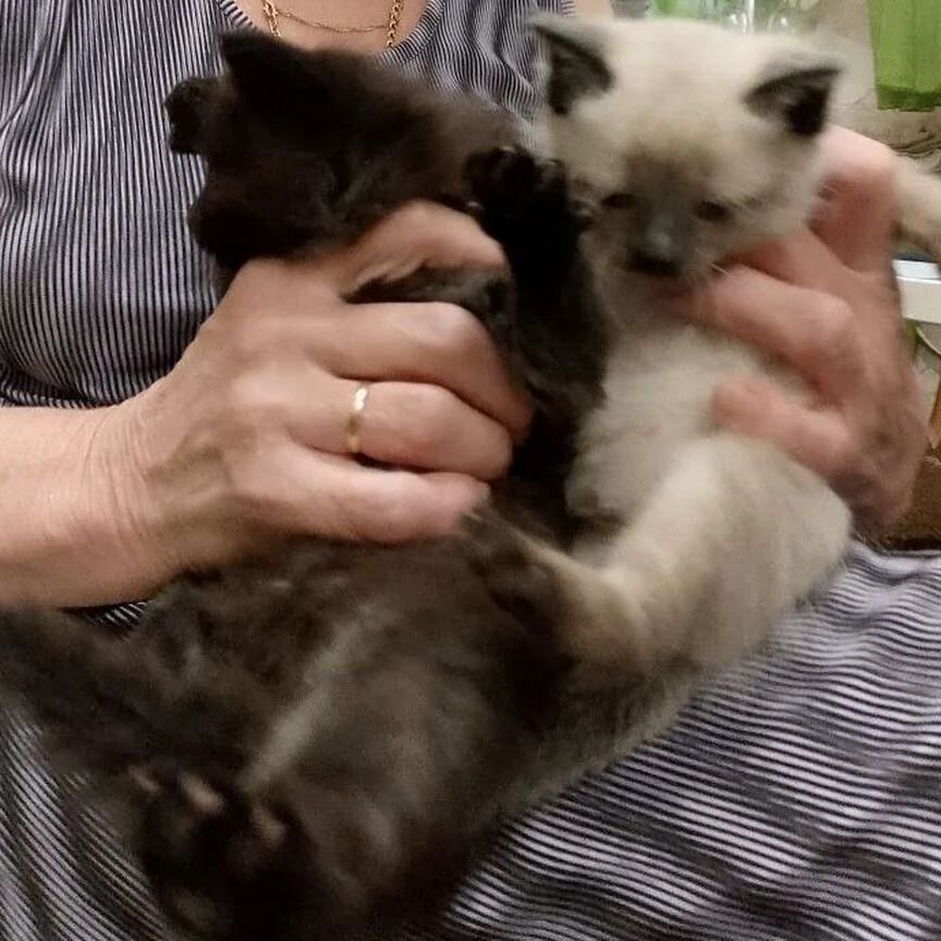 Котёнок в добрые руки