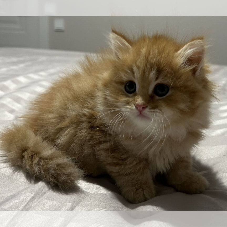 Шикарный сибиряк