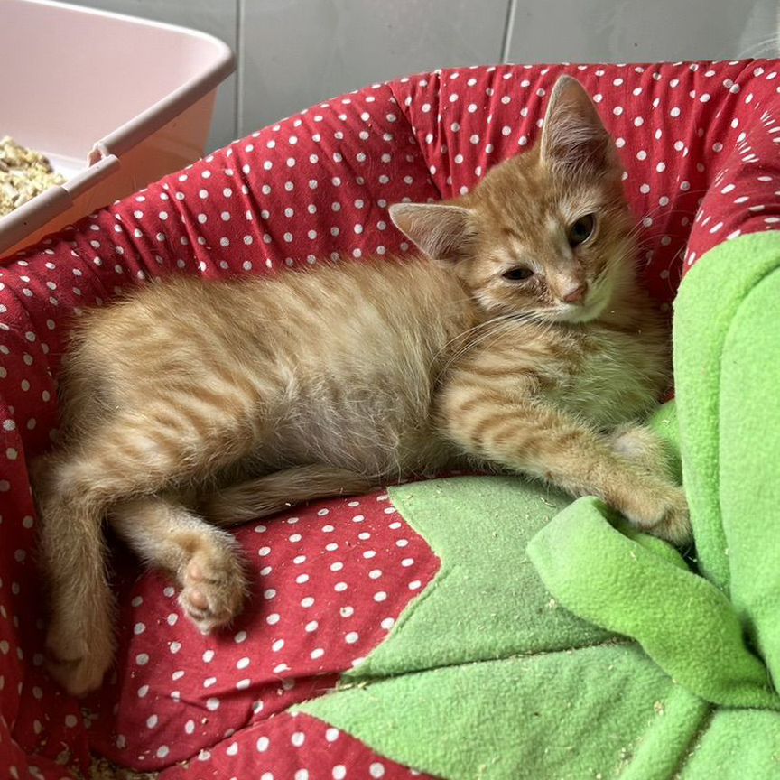 Мылышу нужна мама, котенок из приюта