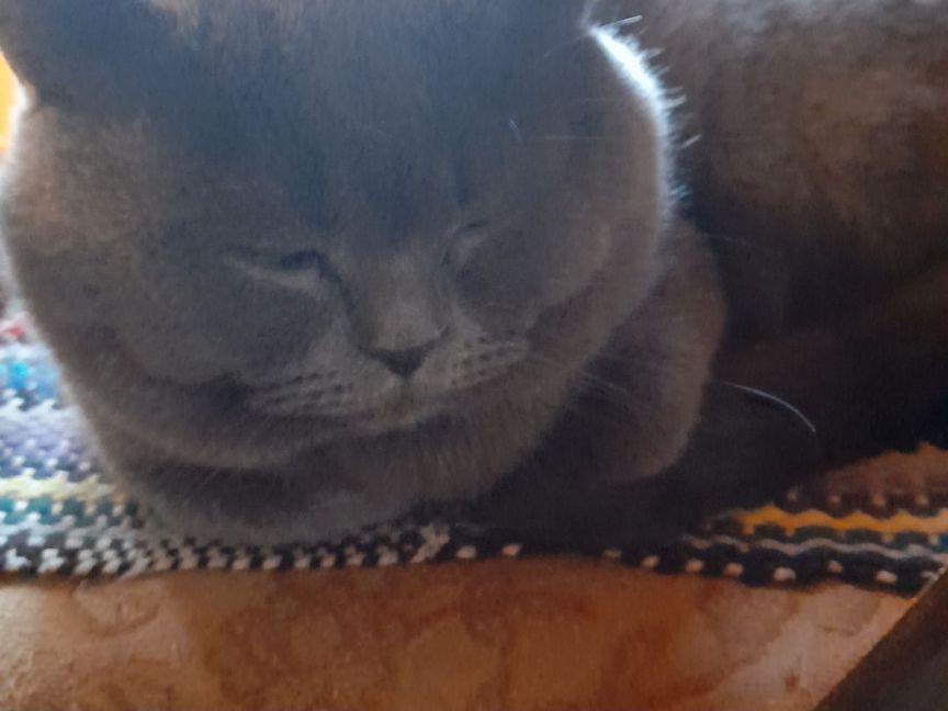Кот для вязки.Шотландский скоттиш-страйт прямоухий