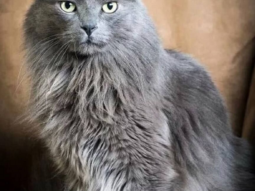 Кошка породы Нибелунг в дар