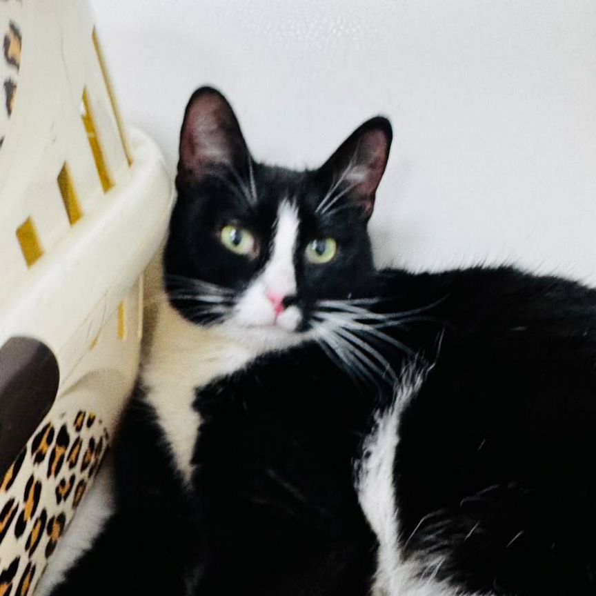 Кошечка Триша