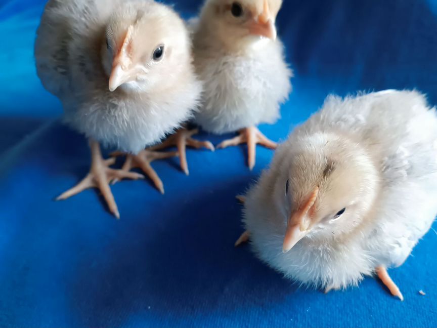 Цыплята Леггорн Изабелла