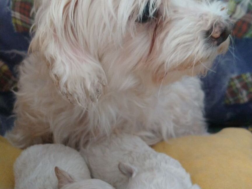 Мальтезики