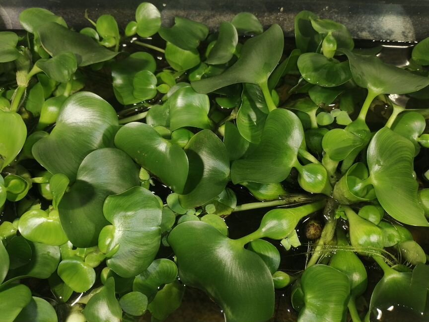 Эйхорния и пистия