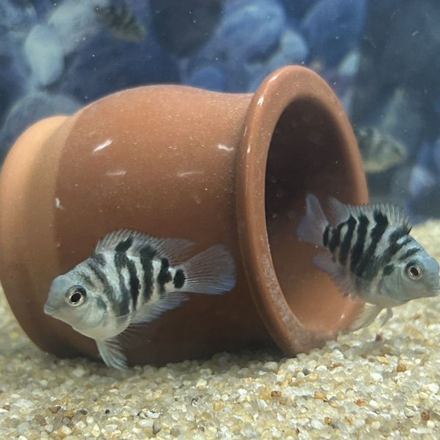 Сапфировый попугай голубая панда рыбки